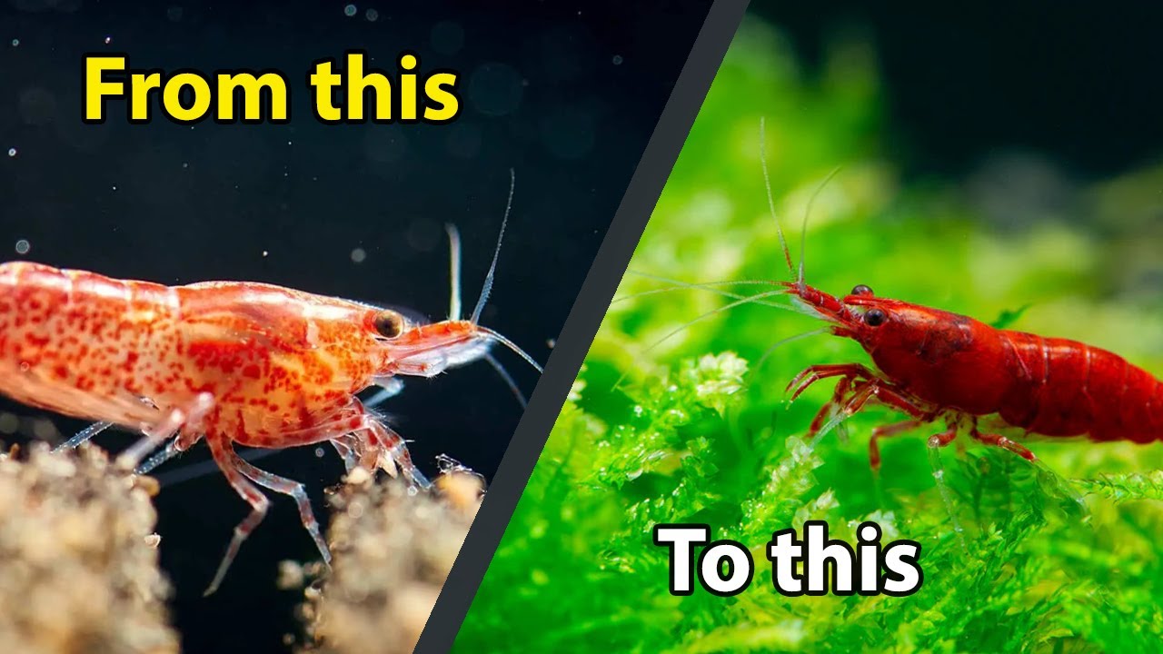 Cherry Shrimp Selective Breeding! - YouTube