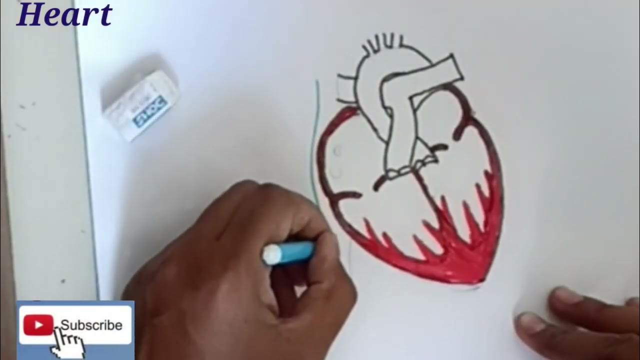 how to draw a heart step by step easy | heart diagram drawing | heart ...