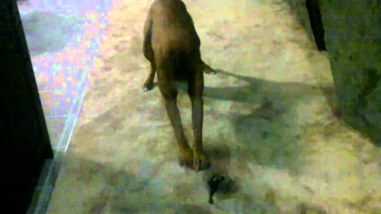 Dancing Boxer Puppy - YouTube