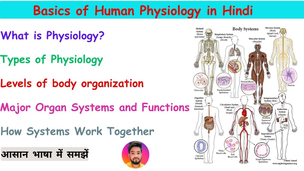 Basics of Human Physiology in Hindi | Types of Physiology | Major Organ ...