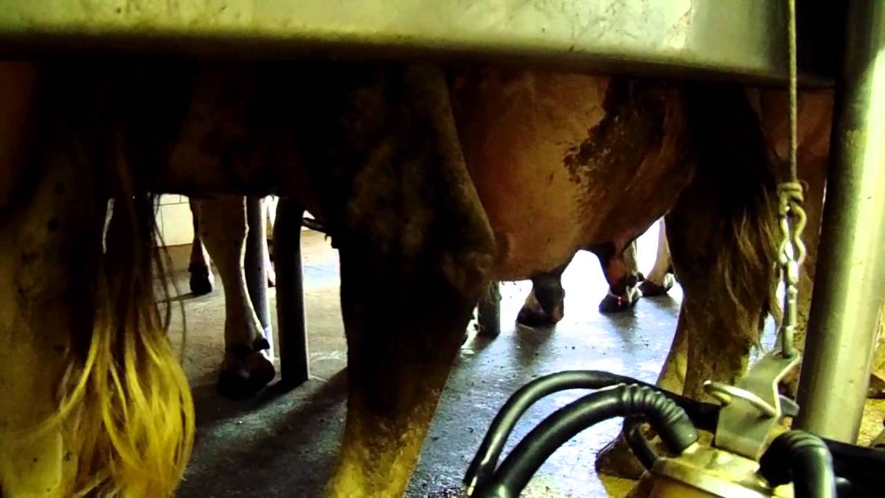 ADS Internship Video: Milking Procedures - YouTube