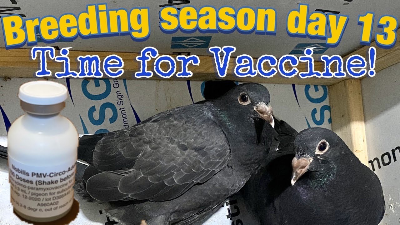 Kalapati Breeding Season Day 13 - Virginia Beach - YouTube