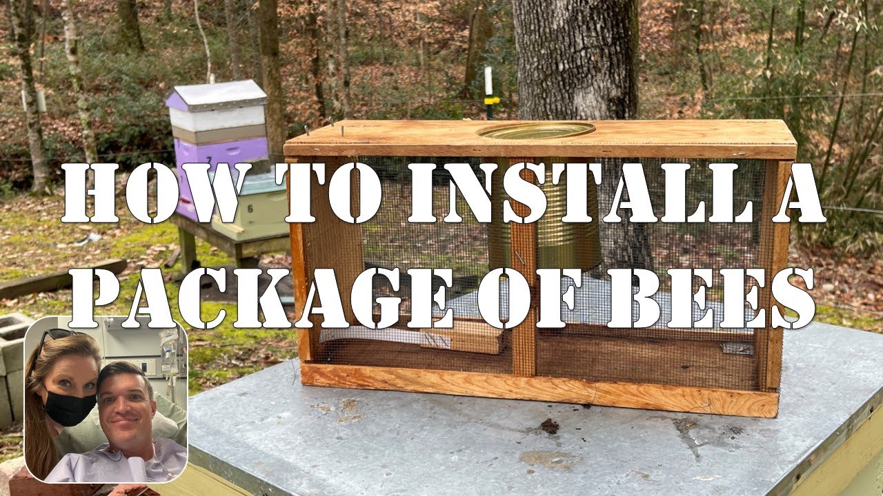 How To Install a Package of Honeybees | #howto #beekeeping #honeybee - YouTube