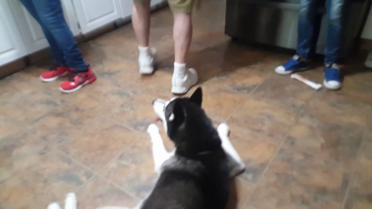 Husky attack - YouTube