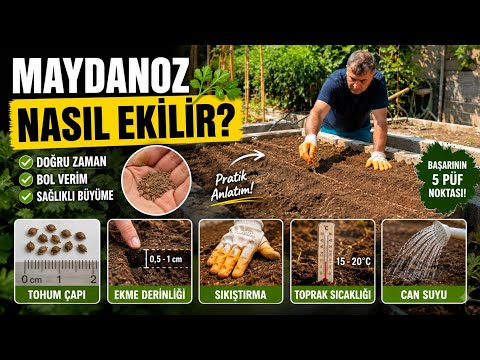 Maydanoz Nasıl Ekilir? #maydanoz