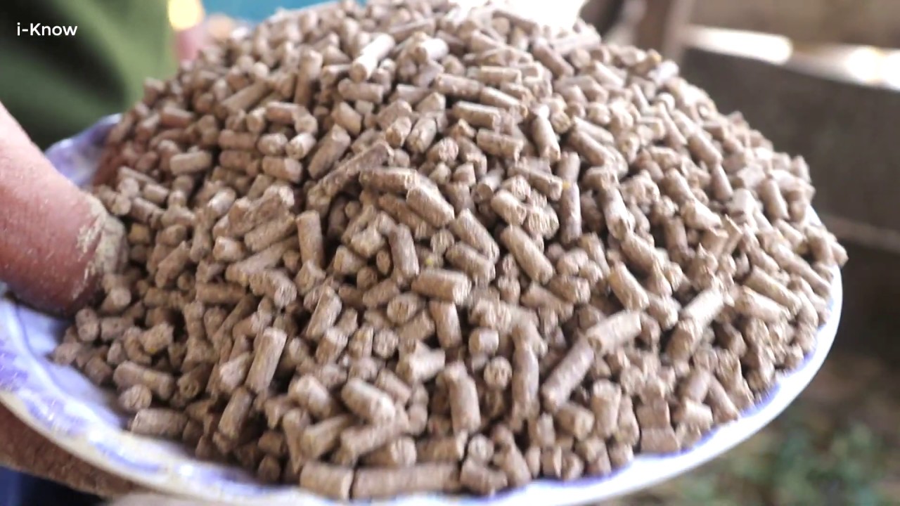 Cow Food | Banana Tree Preparing For Cow Food - YouTube