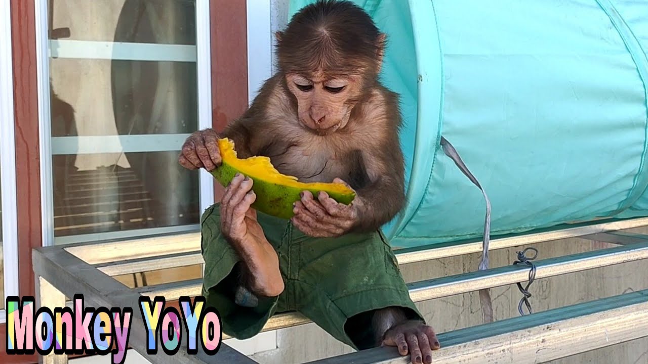 YoYo JR is playing at Monkey Bar and eating mangoe | Monkey Baby YoYo ...