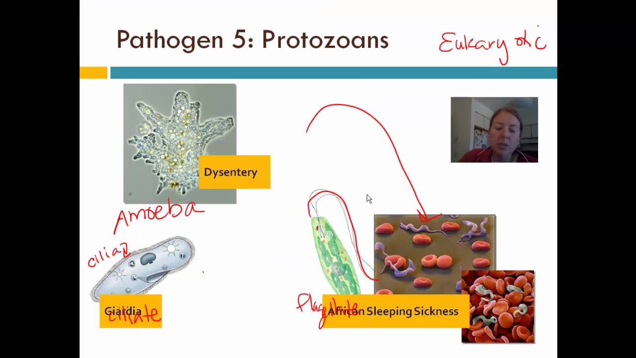 Pathogens - YouTube
