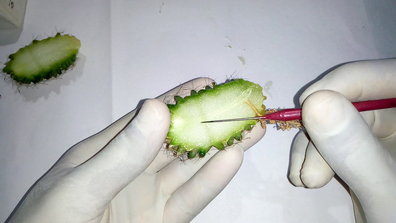 Cactus anatomy by shanmukh tirumala - YouTube