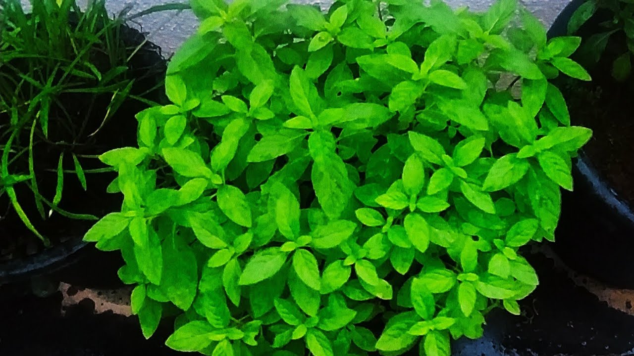 Mint tulsi/Vicks tulsi/tips for growing mint tulsi (in tamil) - YouTube