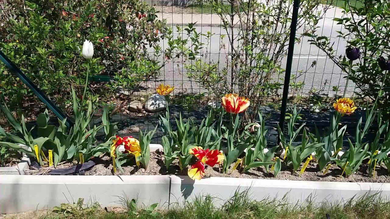 Lalele tunse - YouTube