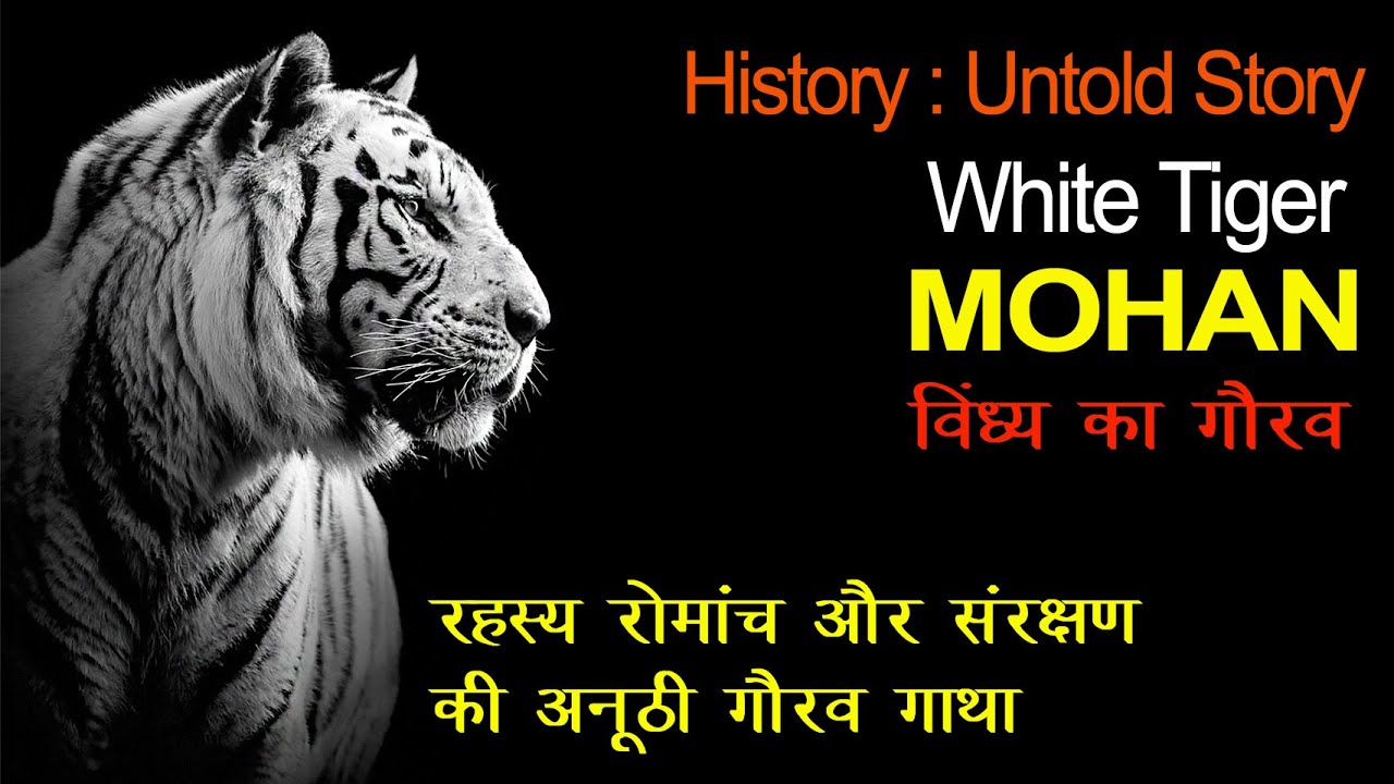 White Tiger-Mohan:Untold Story-Mukundpur Safari Satna।सफेद शेर भारत का ...