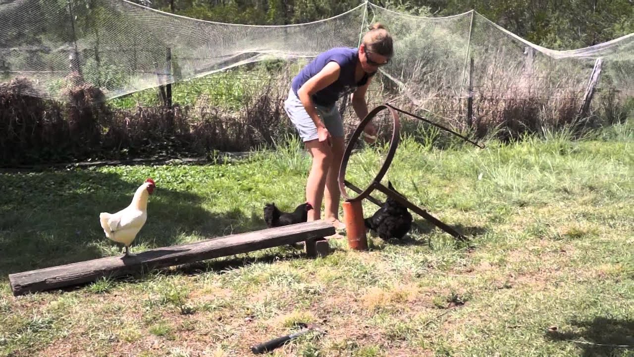 chook game - YouTube