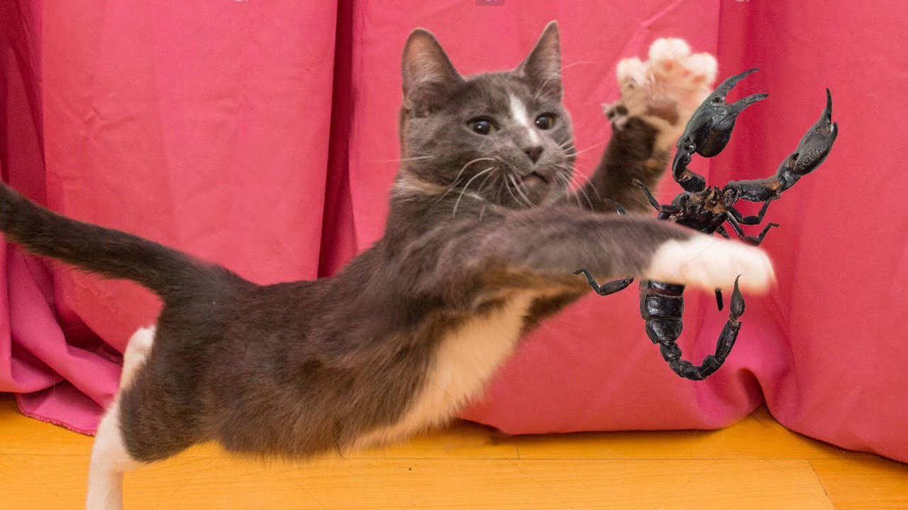 Brave little Cat fighting with poisonous Scorpion - YouTube