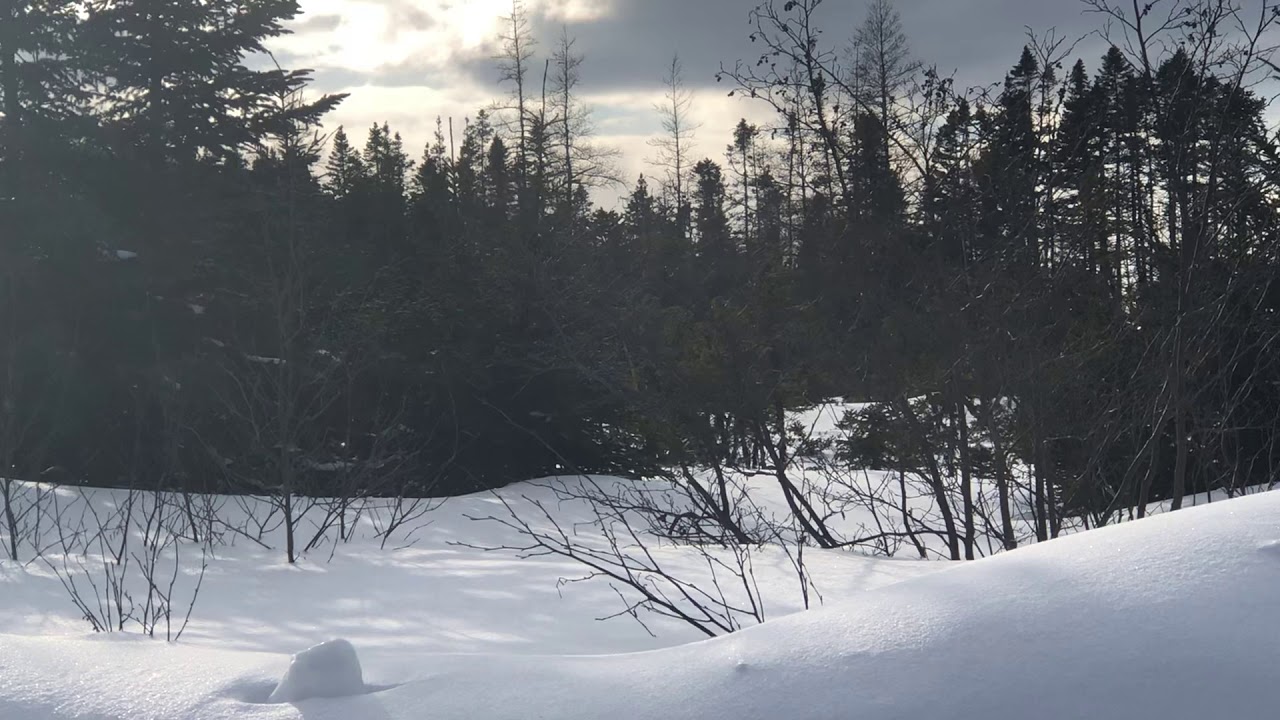 Newfoundland Lynx, Rare encounter of a wild lynx - YouTube