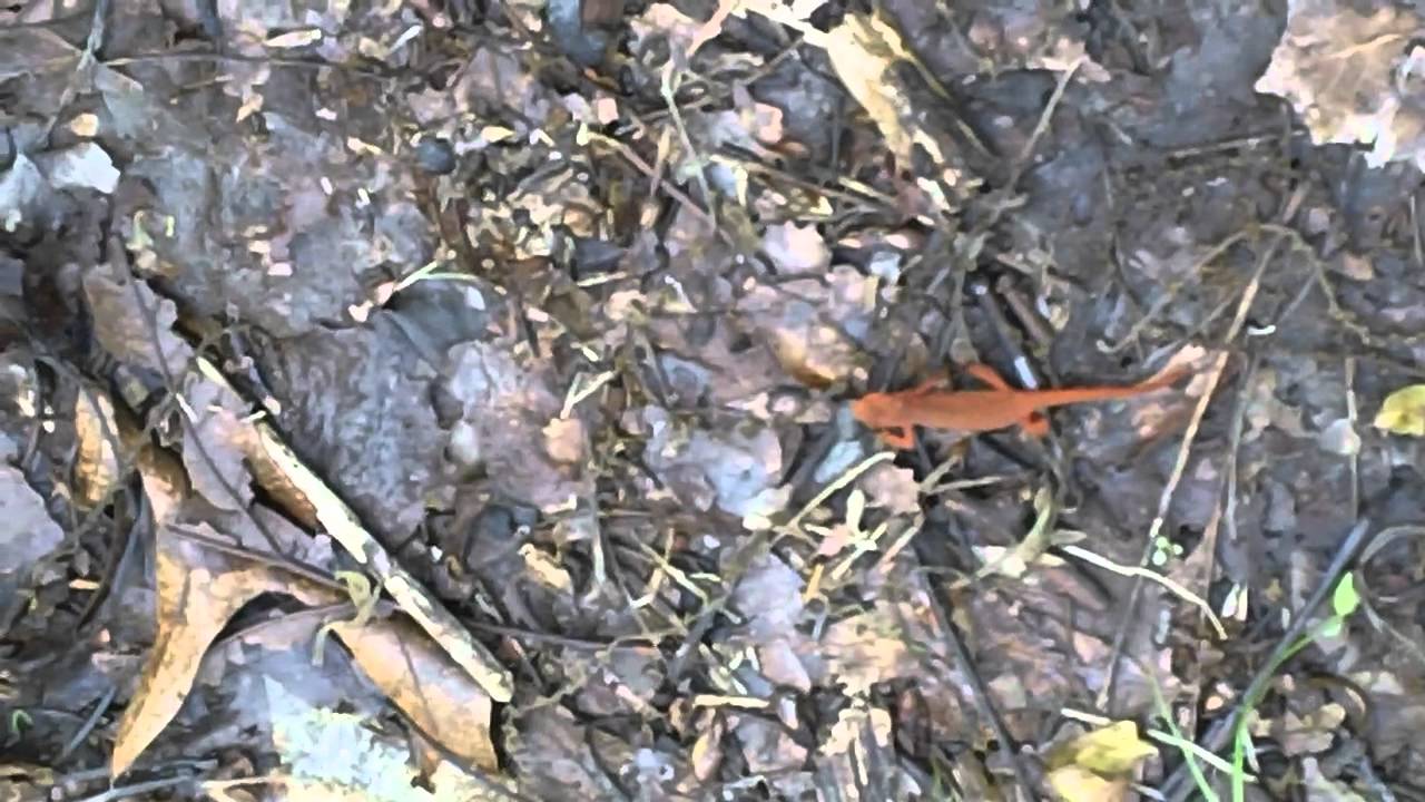 Dancing Salamander - YouTube