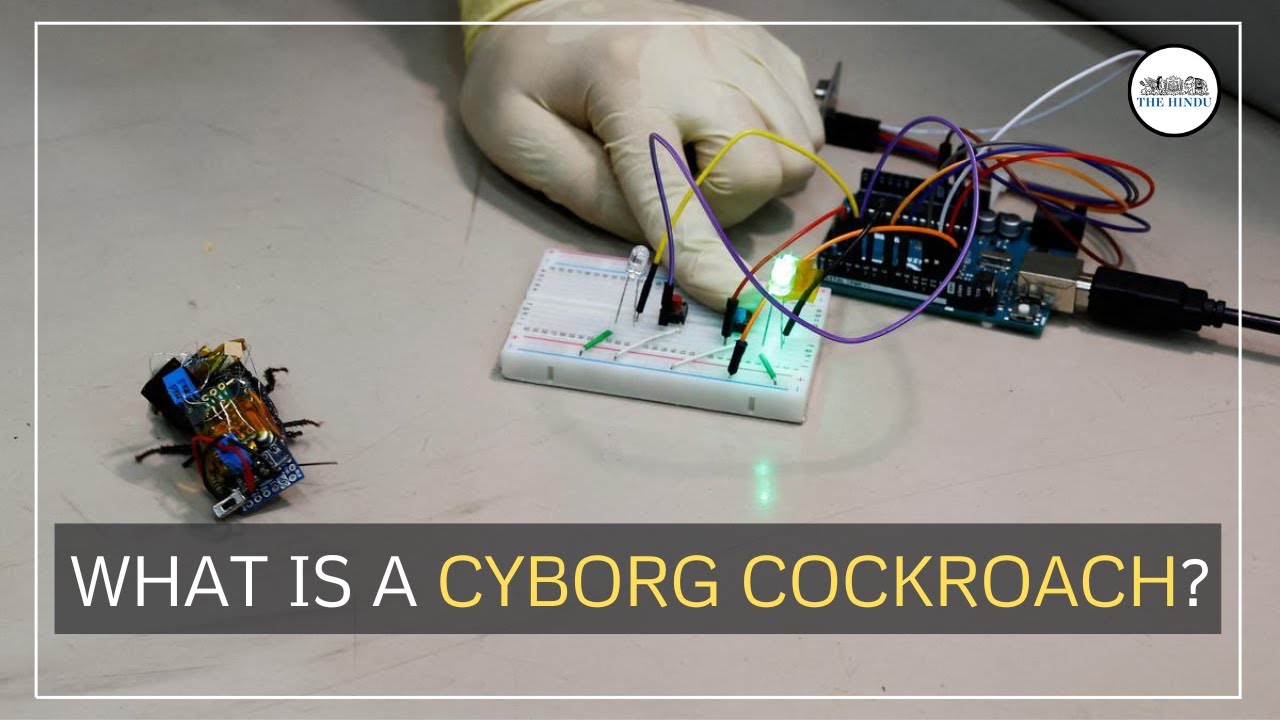 What is a Cyborg Cockroach and how can it save lives? | The Hindu - YouTube