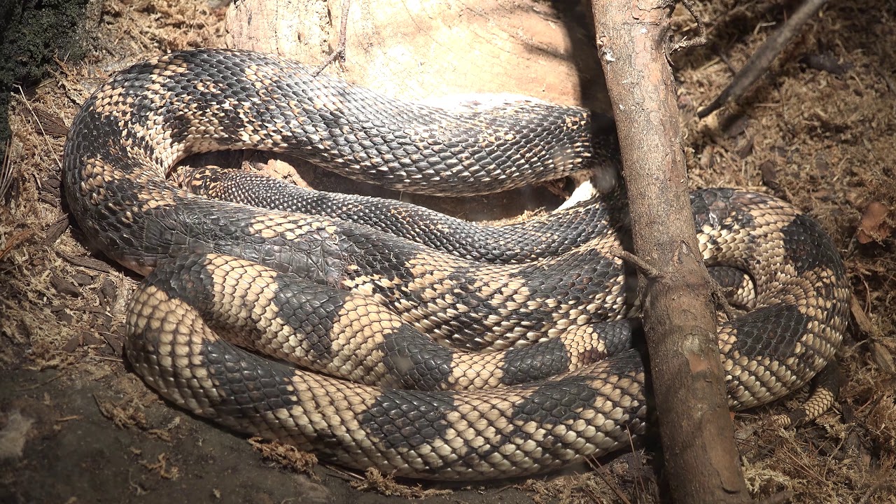 Northern Pine Snake in 4K Ultra HD - YouTube