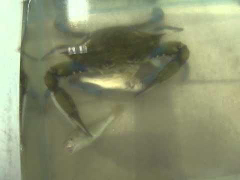 Siri azul (Callinectes sapidus) se alimentando com corvinas. - YouTube