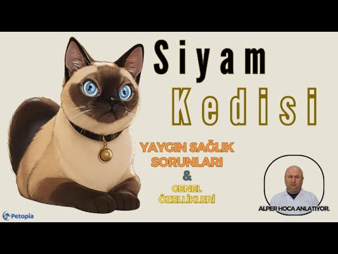 Siyam Kedisi Yaygın Sağlık Sorunları