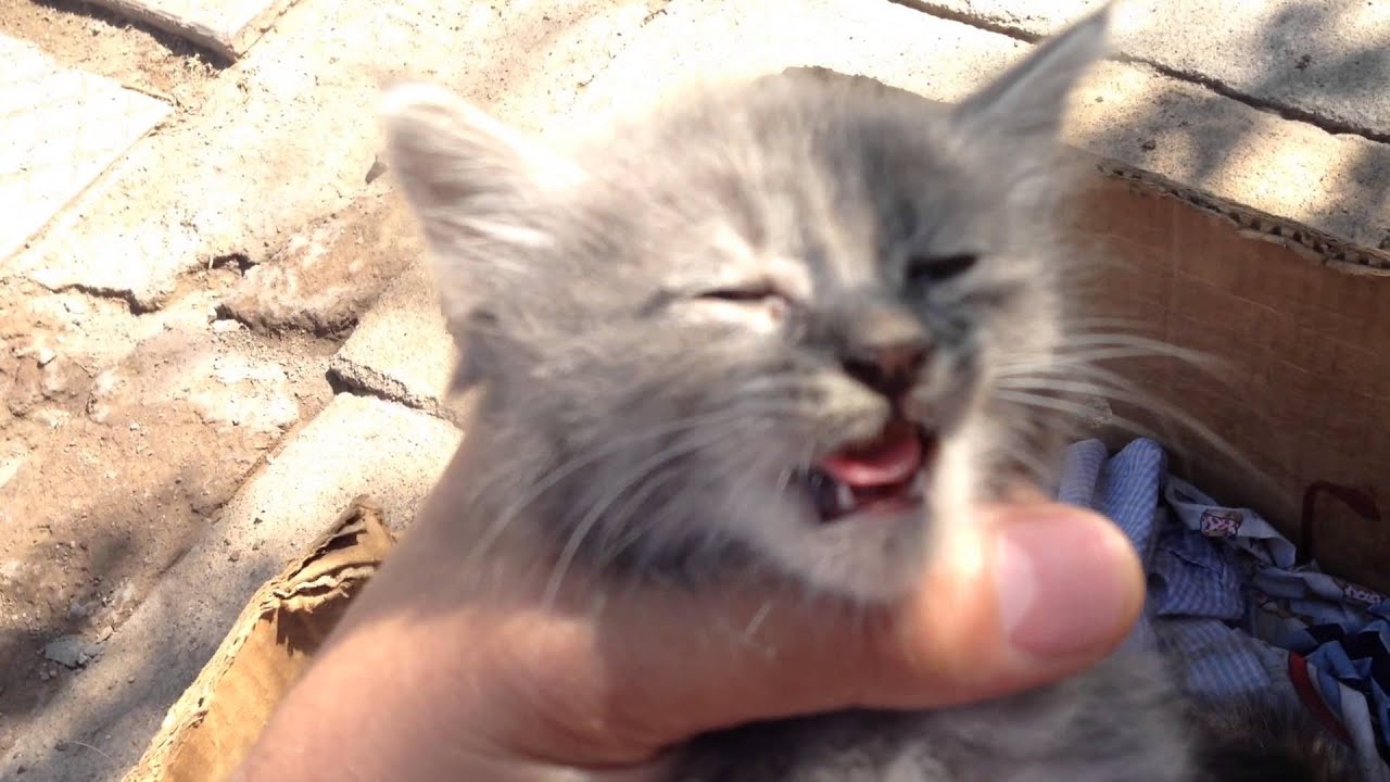 Cuatro gatitos abandonados buscan hogar en #Santiago - YouTube