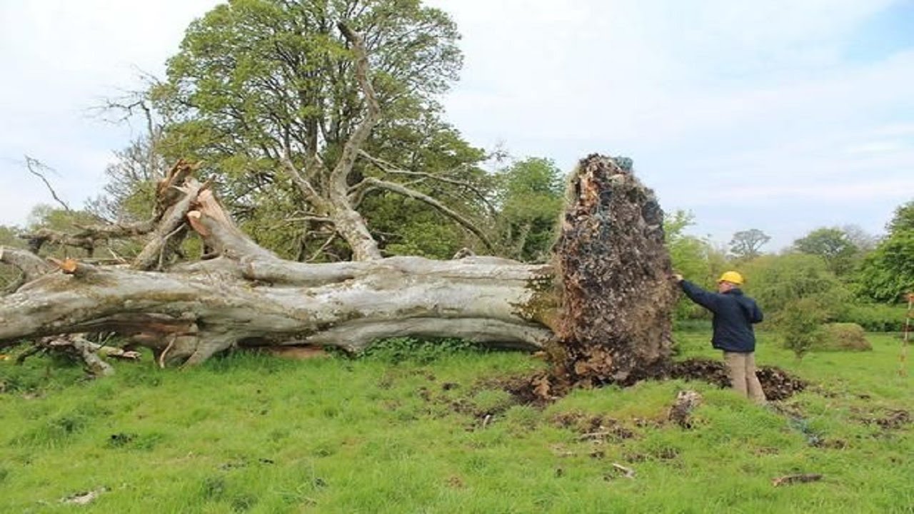 Medieval skeleton tangled in tree roots unearthed in storm - YouTube