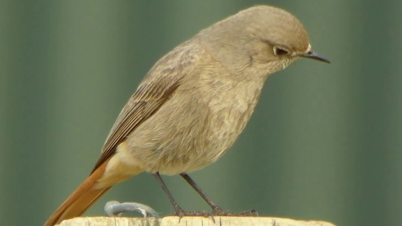 Black redstart - Zwarte roodstaart - Female - YouTube