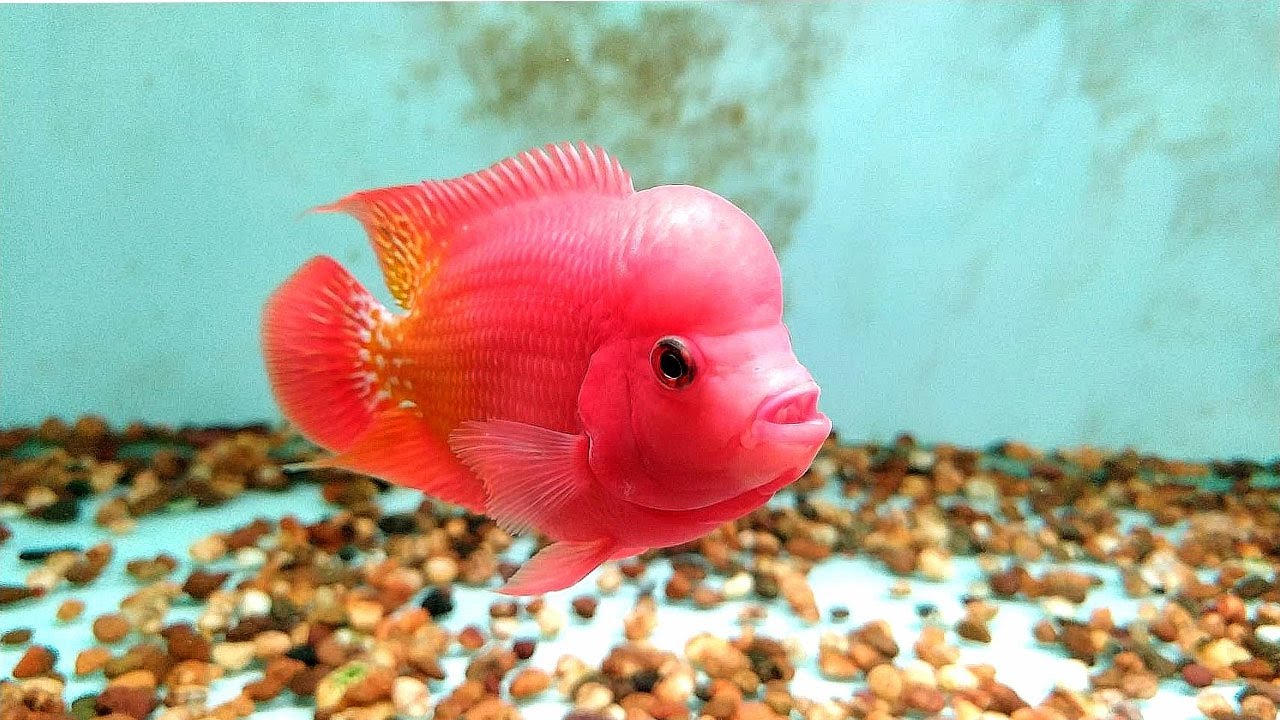 The best beautiful color flowerhorn fish aqaurium - YouTube