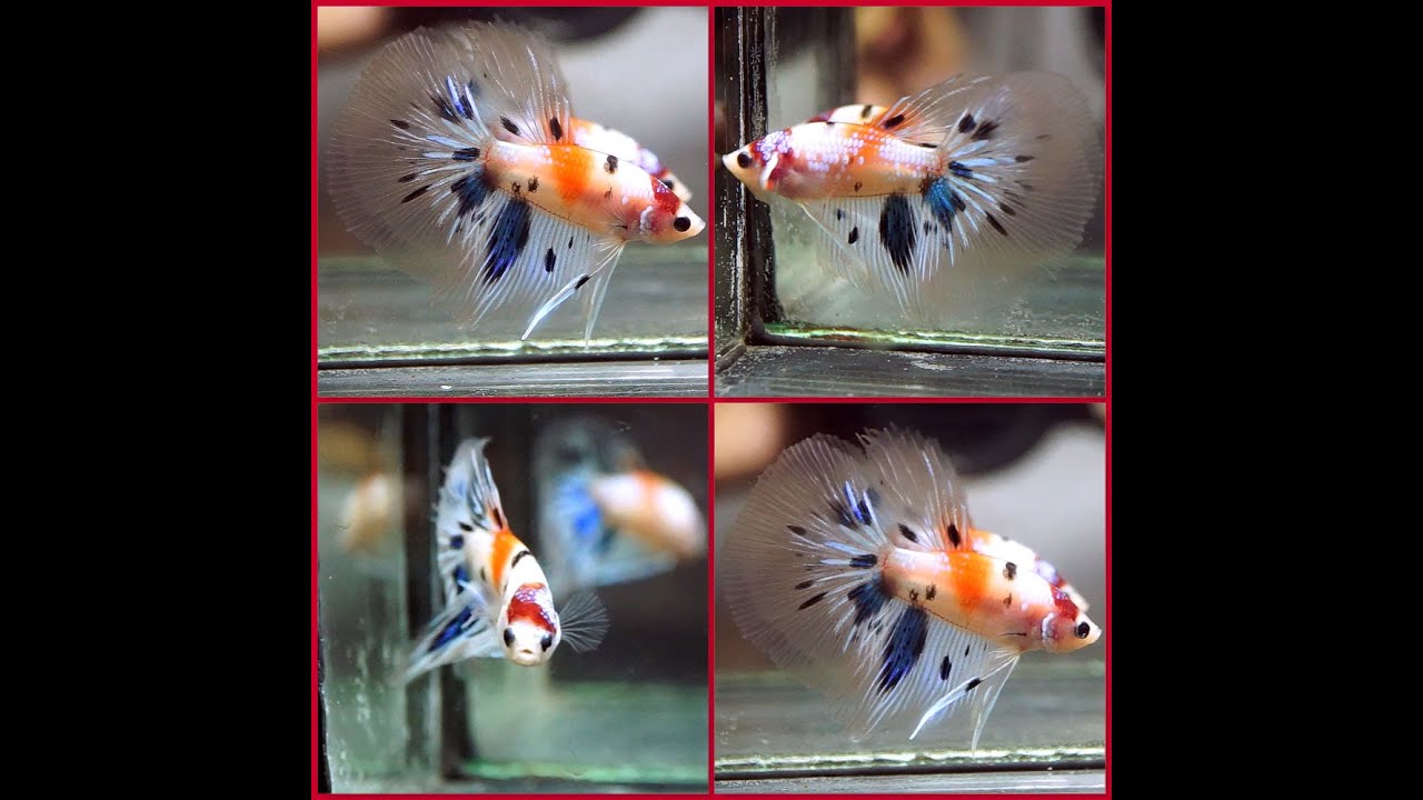 Betta Fish Fancy TANCHO DALMATIAN GALAXY KOI Halfmoon Male X163 - YouTube