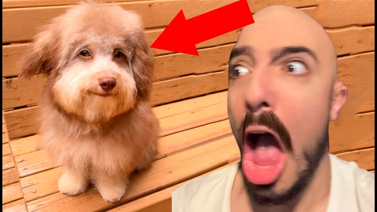 AYUDA, MI PERRO NO ES UN PERRO | The Dog - YouTube