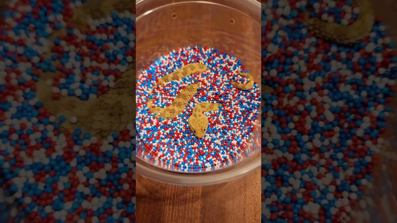 My baby sand viper completely buries himself in a cup of sprinkles.# ...