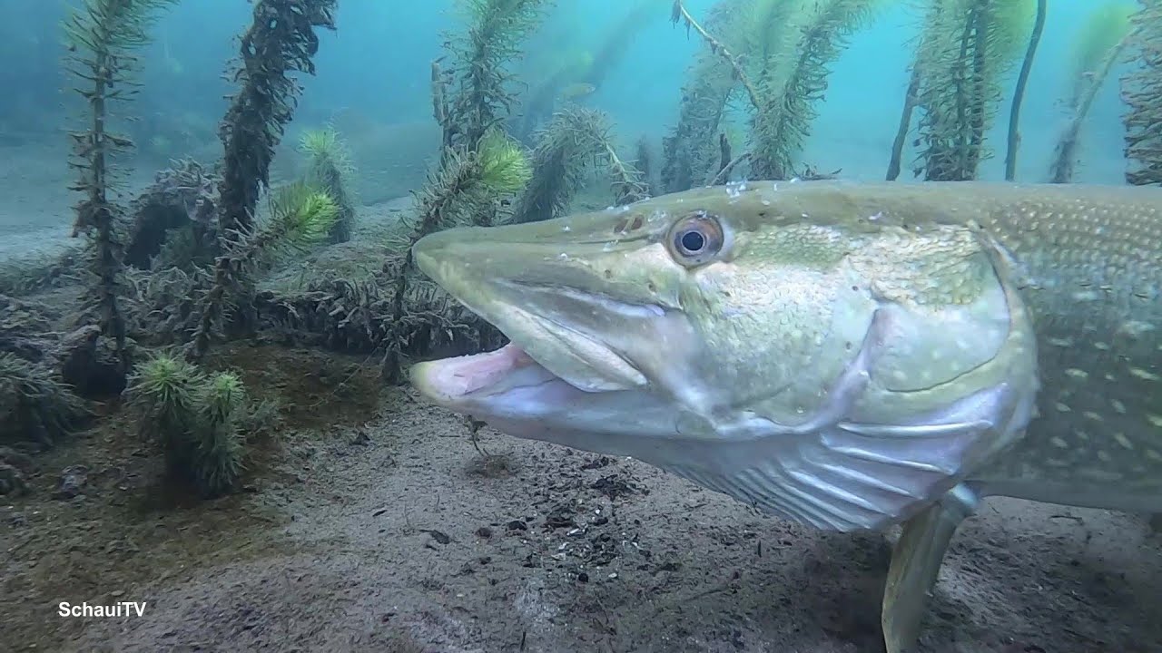 SchauiTV - Riesenhechte - Giant Pike - vom Nordstrand Erfurt 2022 - YouTube