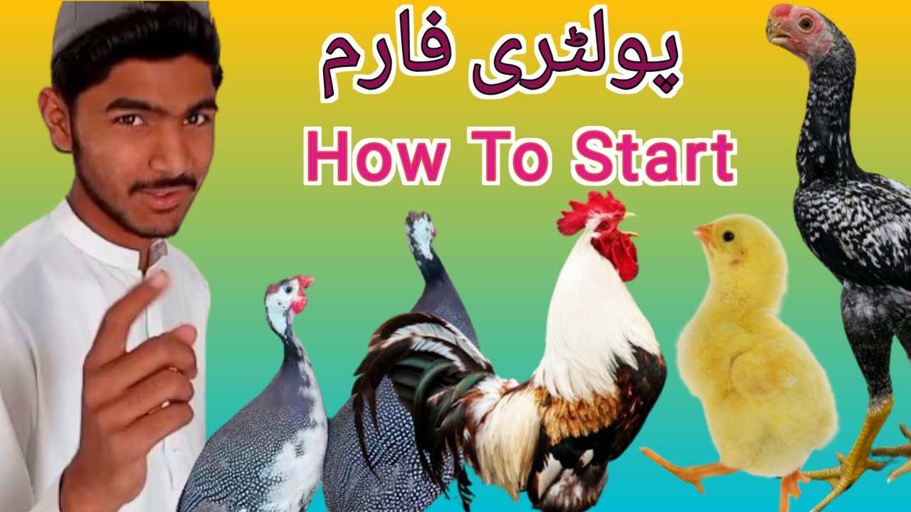 Golden Misri Hen Chicken Farming In Home Roof |Poultry Farming Still ...
