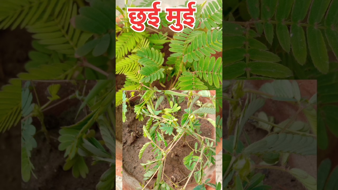 ☘️छुई मुई ☘️ CHUI MUI ☘️ Touch Me Not#chuimui #touchmenotplant #plant # ...