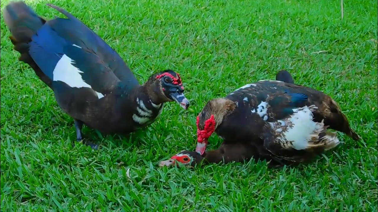Muscovy Ducks mating // Patos Criollos apareando - YouTube
