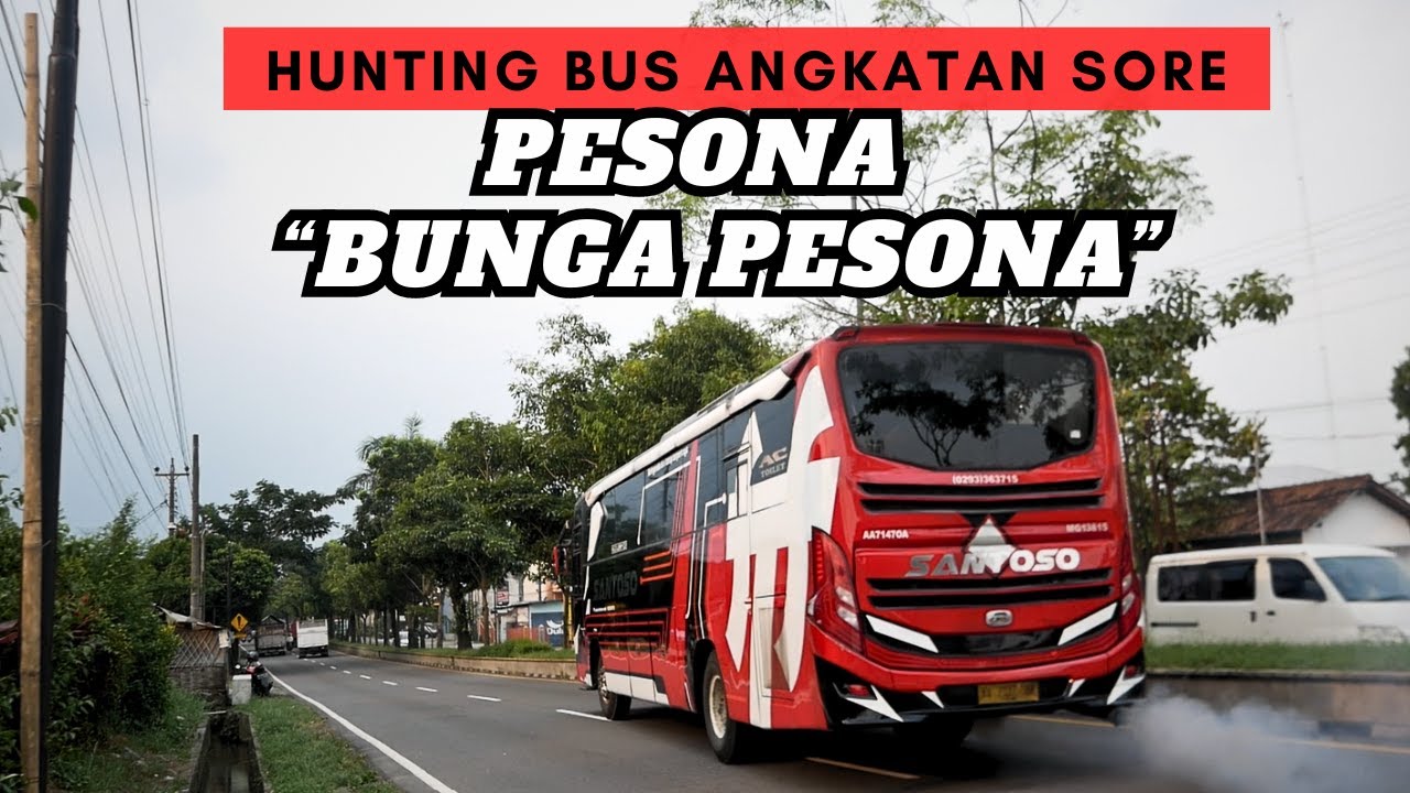 PESONA BUNGA PESONA😆. Hunting Bus Sore Di DEPAN GARASI SANTOSO Magelang ...