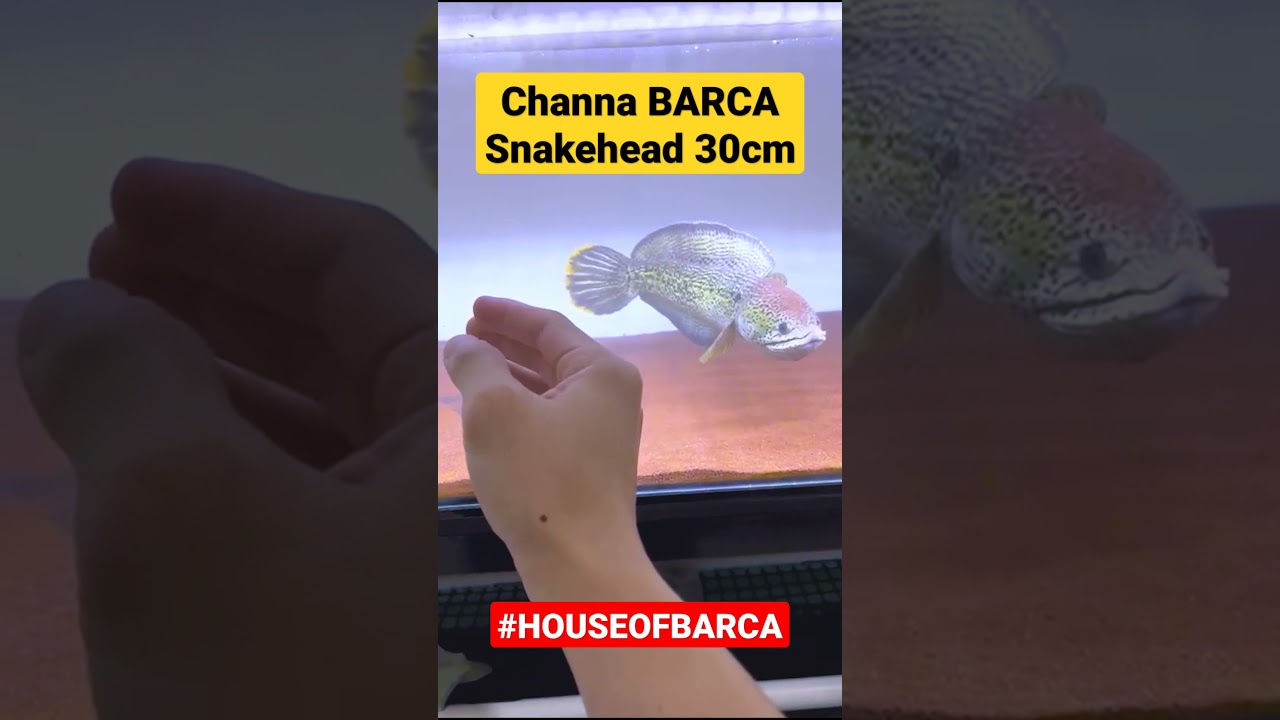 CHANNA BARCA SNAKEHEAD 30CM - YouTube