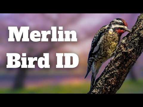 Master the Merlin Bird ID App in 8 Minutes!