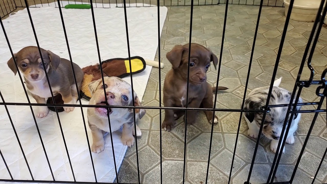 Rosie's Pups, Chiweenie puppies, merle, chocolate and chocolate ...