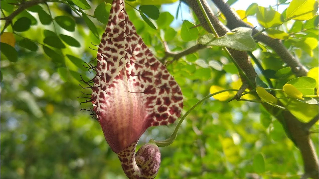 Planting Seeds with Clear Intentional Energy - YouTube