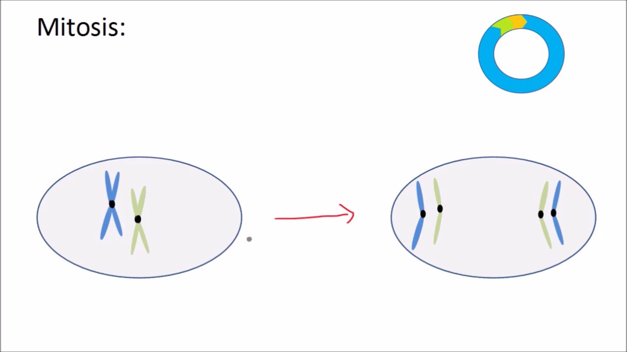 Mitosis and The Cell Cycle | GCSE Science | Biology | Get To Know ...