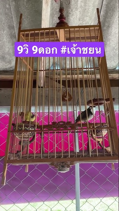 เจ้าชยน ( 9วิ 9ดอก ) FB👉 Yuttana Suttipo - YouTube