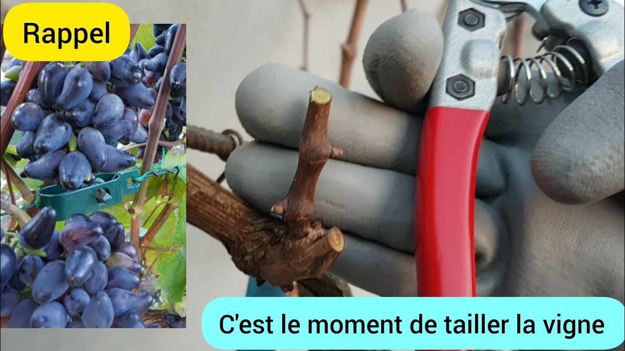 Comment je taille mes vignes ? (taille en Cordon de Royat) 2024 - YouTube