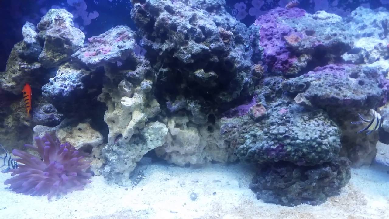 Aquascaping 75 gallon long reef tank part 2 - YouTube