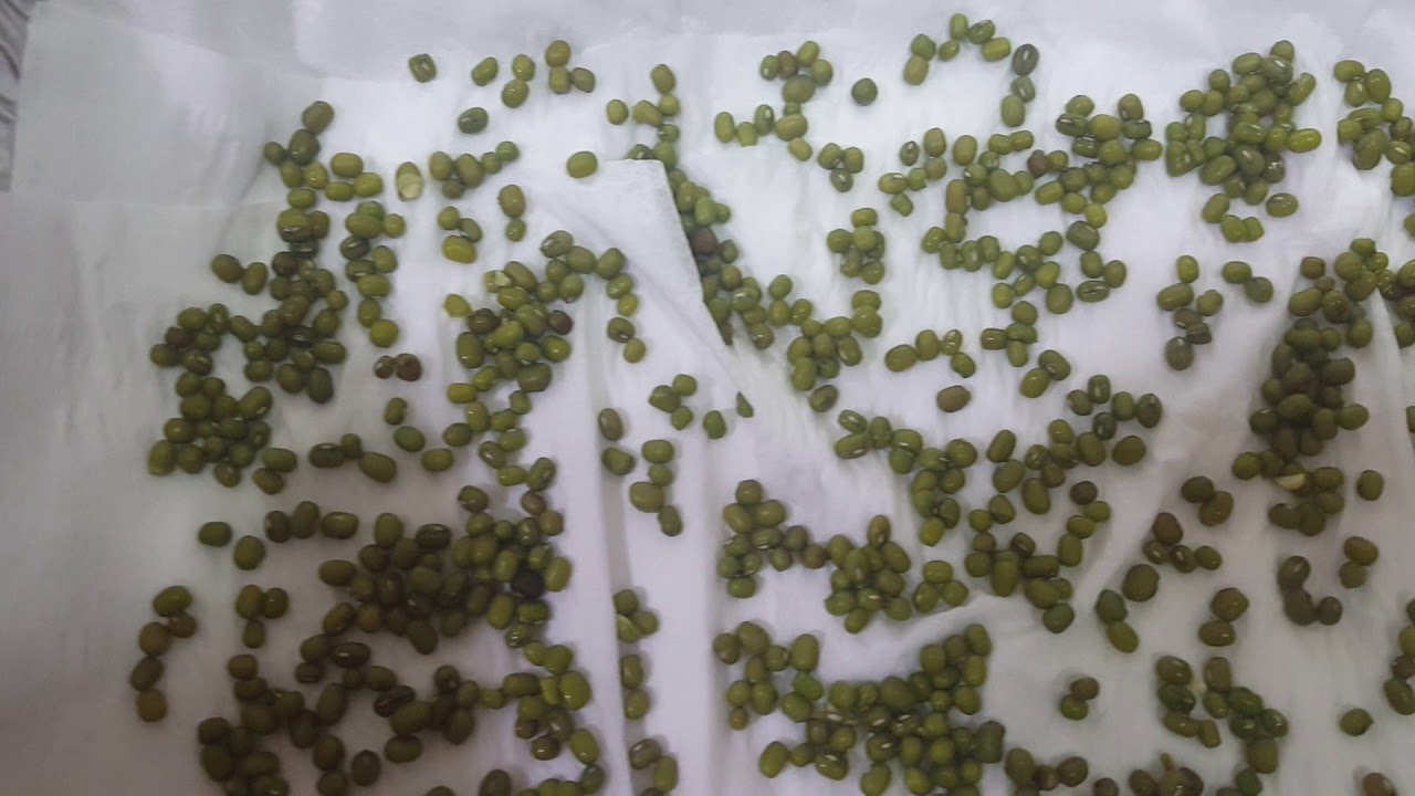how to make sprouted monggo - YouTube