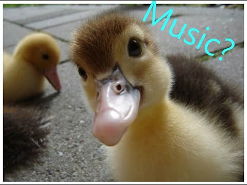 Animals and Music | Animal reaction | POWER OF MUSIC 🔊 the animals ...