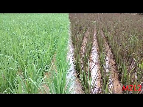 Perbedaan Padi Hitam dan Padi Black Madrass (Part 1) - YouTube