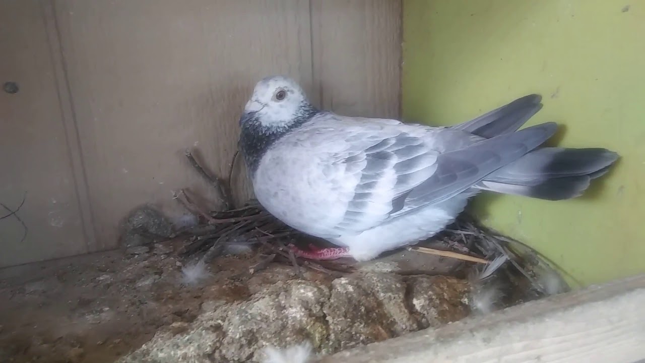 Grizzle Hen Homing pigeon/Racing Pigeon - YouTube