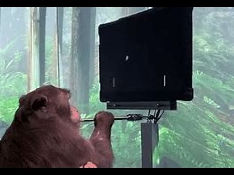Monkey Place VR is the best place ever! - YouTube