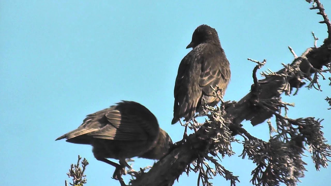 young common european starlings starling in california invasive - YouTube
